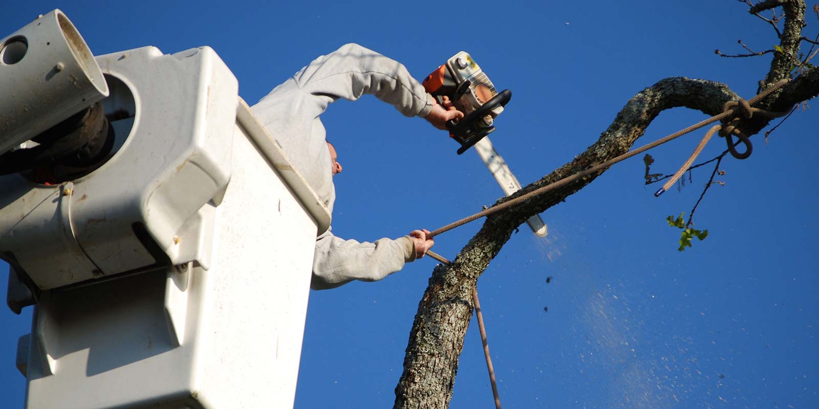 Home | ABR Tree Service LLC